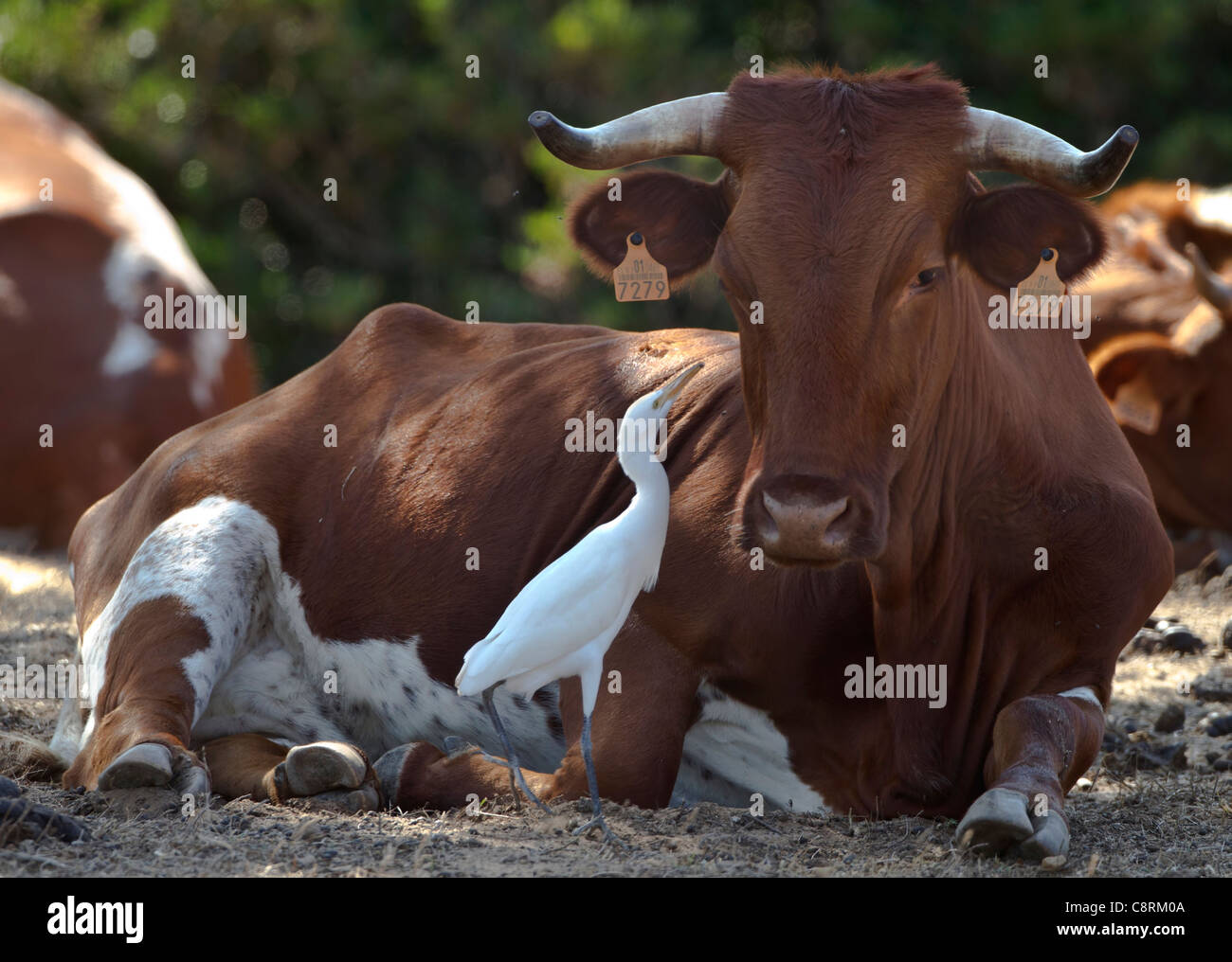 White ibis eating insects hi-res stock photography and images - Alamy