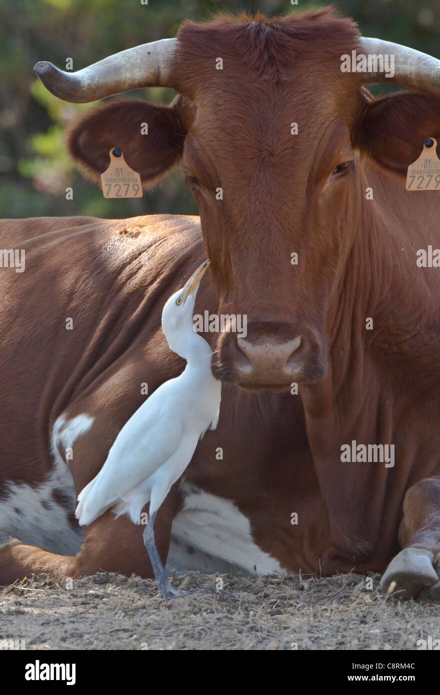 White ibis eating insects hi-res stock photography and images - Alamy