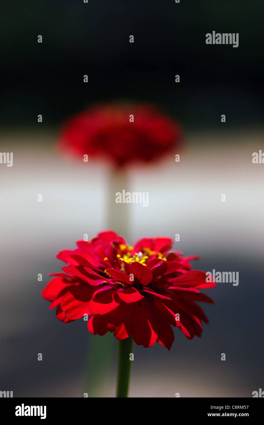 Red zinnia flowers Stock Photo - Alamy