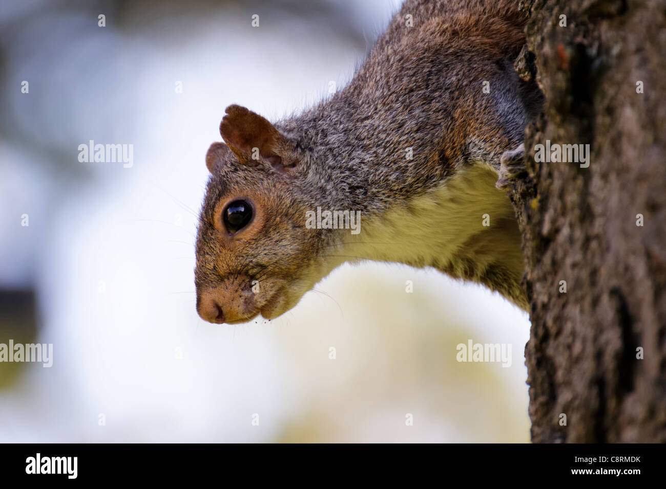 Curious critter hi-res stock photography and images - Alamy