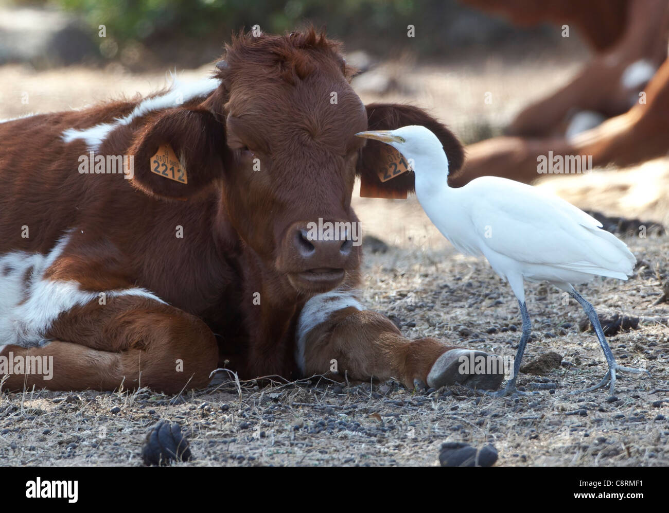 Cattle Egret Bubulcus ibis searching for and eating flies and insects ...