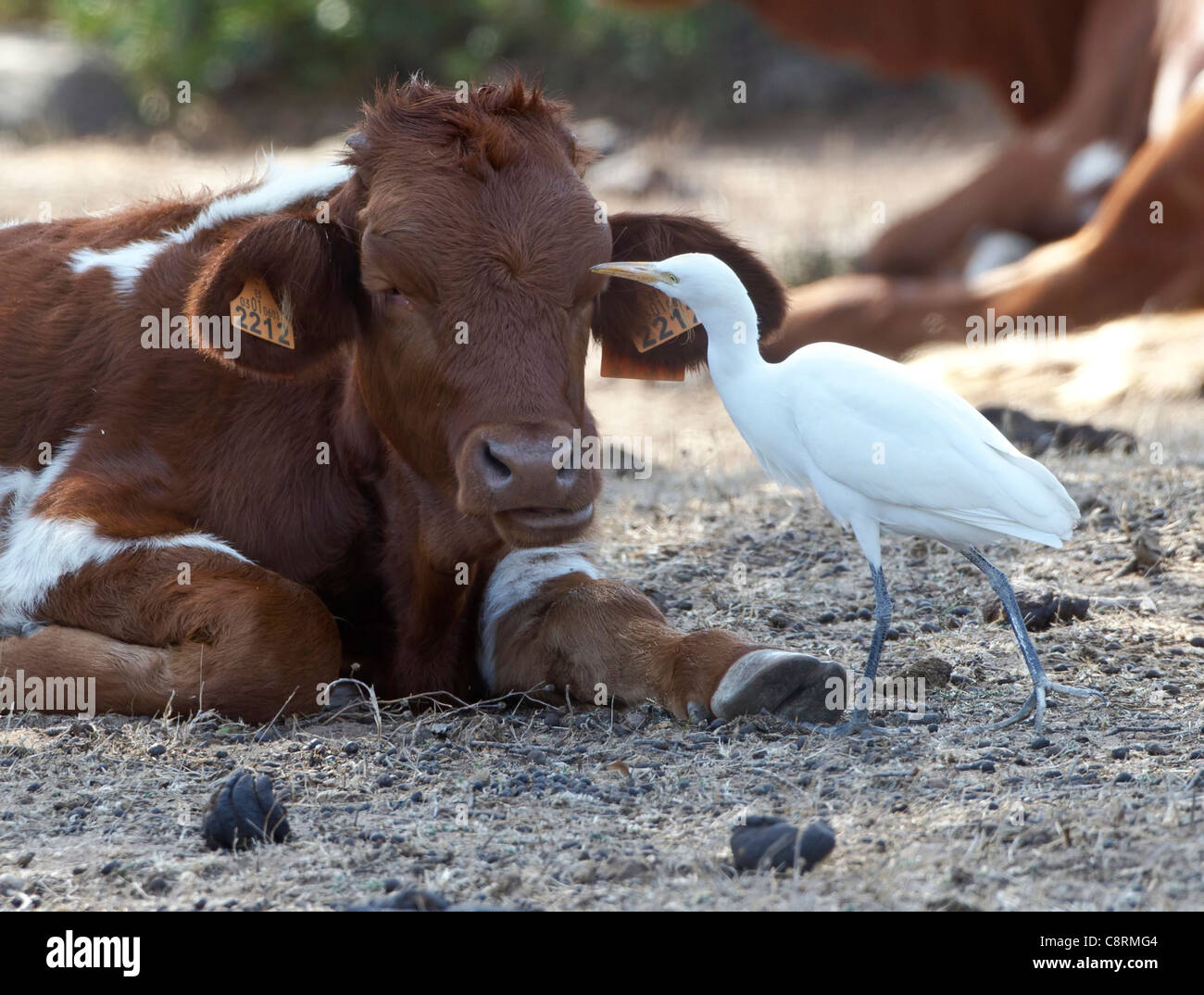 Cattle Egret Bubulcus ibis searching for and eating flies and insects ...