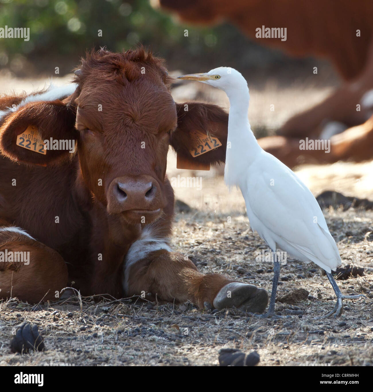 Cattle Egret Bubulcus ibis searching for and eating flies and insects ...