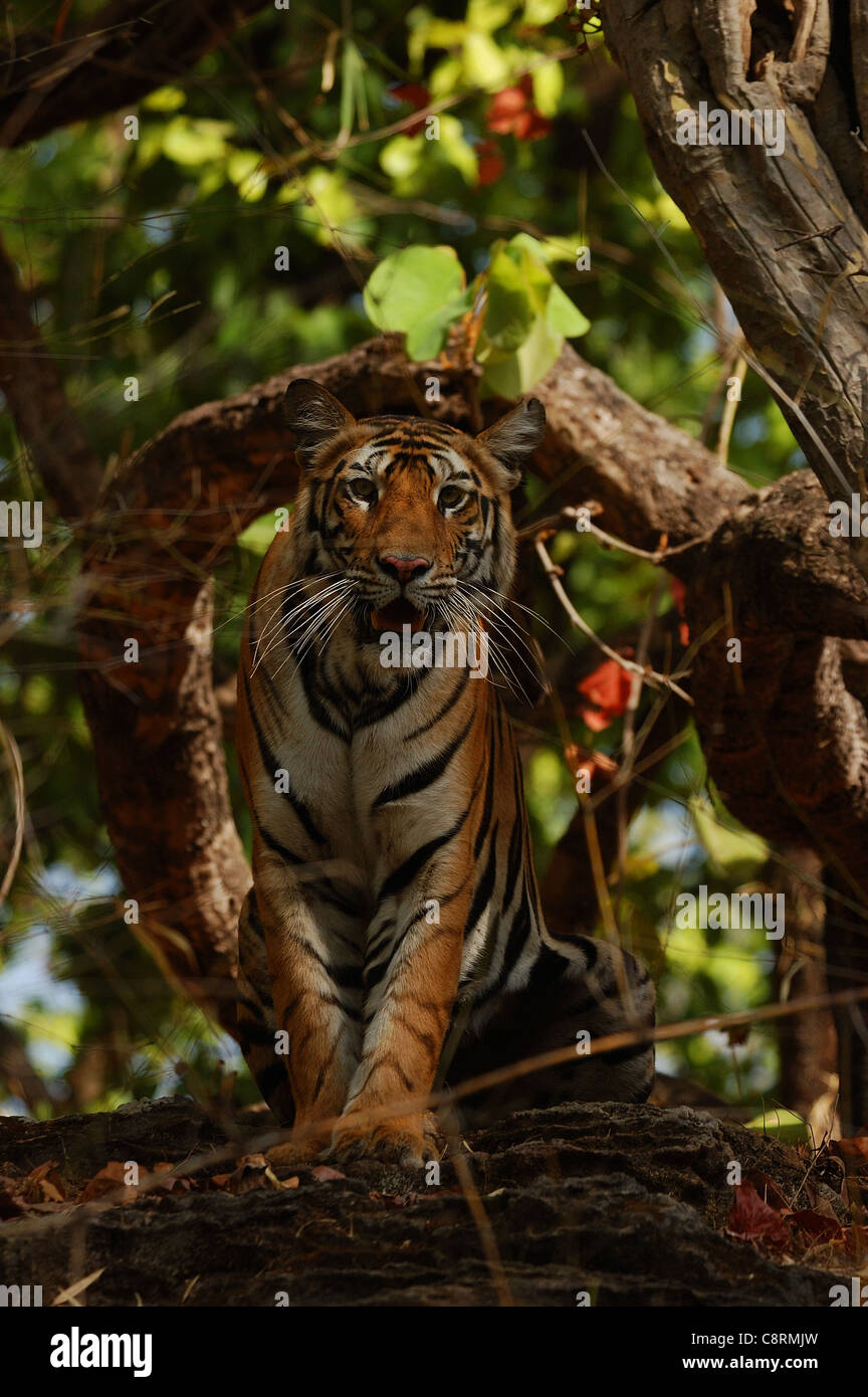 Tigress a hi-res stock photography and images - Alamy