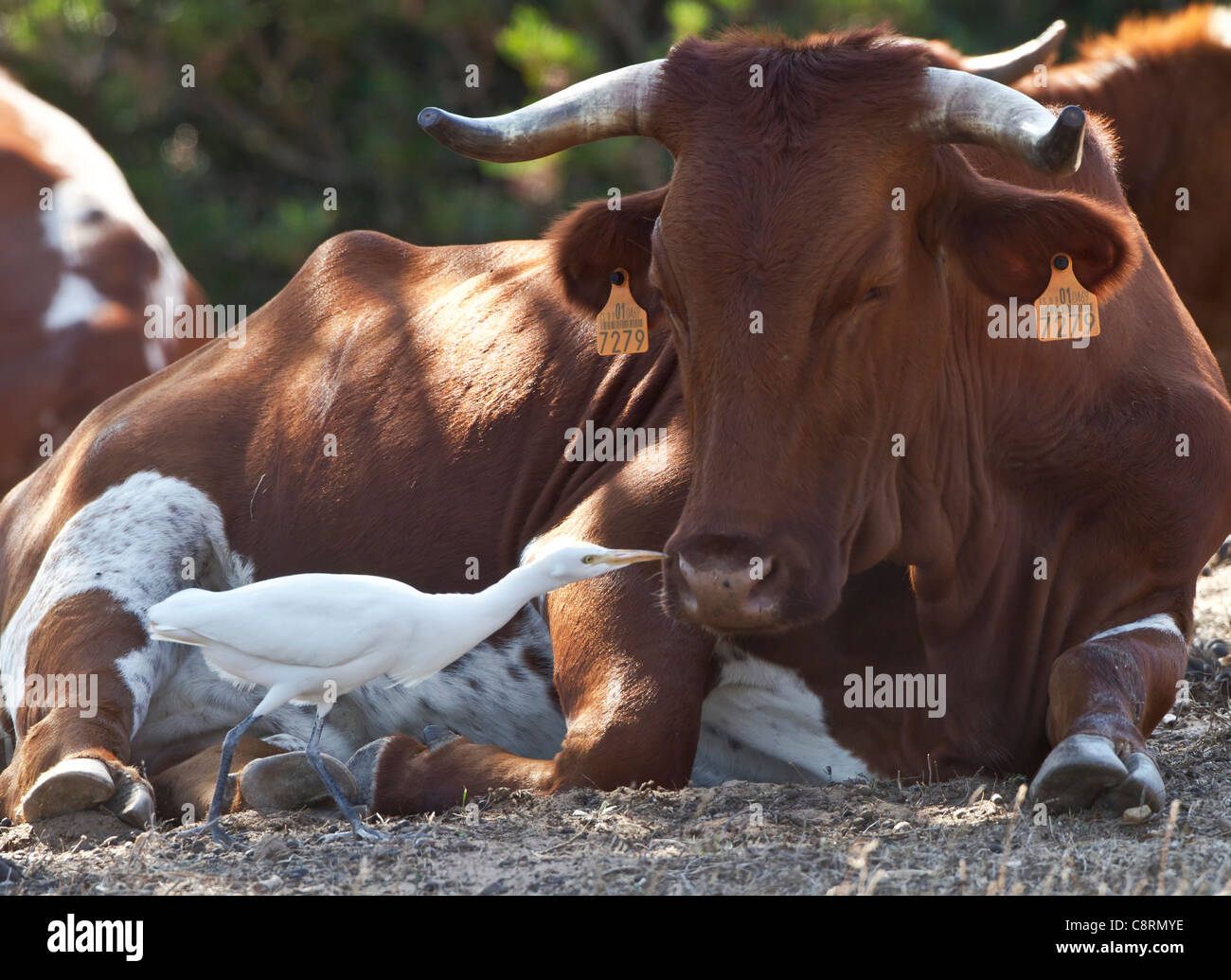 Cattle Egret Bubulcus ibis searching for and eating flies and insects ...