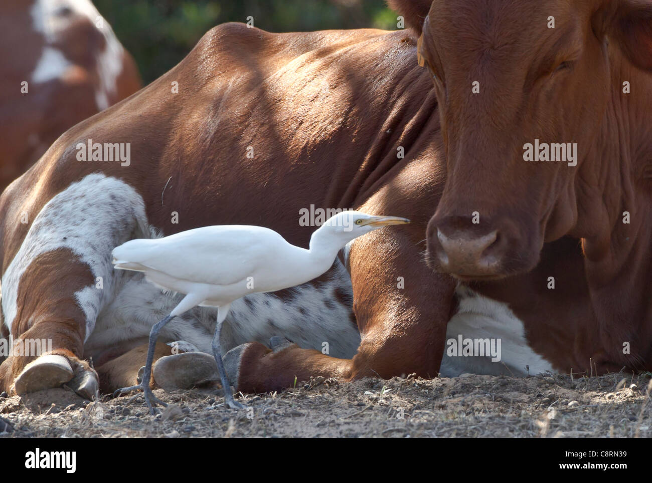 Cattle Egret Bubulcus ibis searching for and eating flies and insects ...