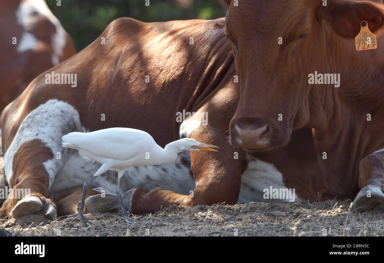 White ibis eating insects hi-res stock photography and images - Alamy