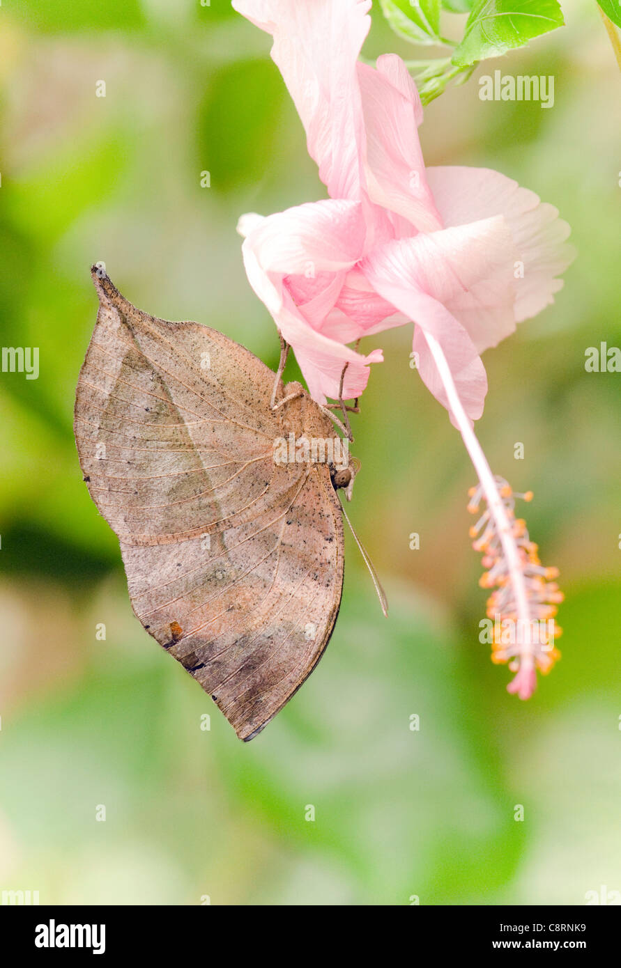 Dead indian hi-res stock photography and images - Alamy