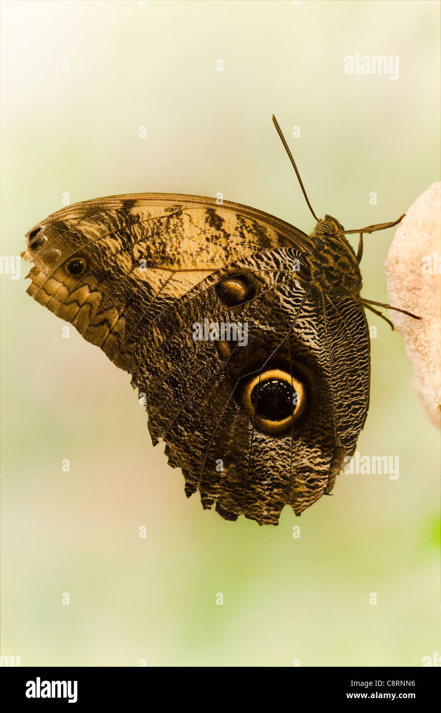 Captive Owl butterfly (Caligo martia Stock Photo - Alamy