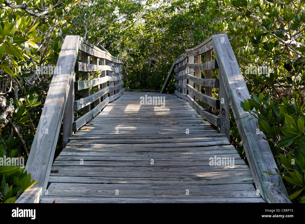 Mangroves in florida keys hi-res stock photography and images - Alamy