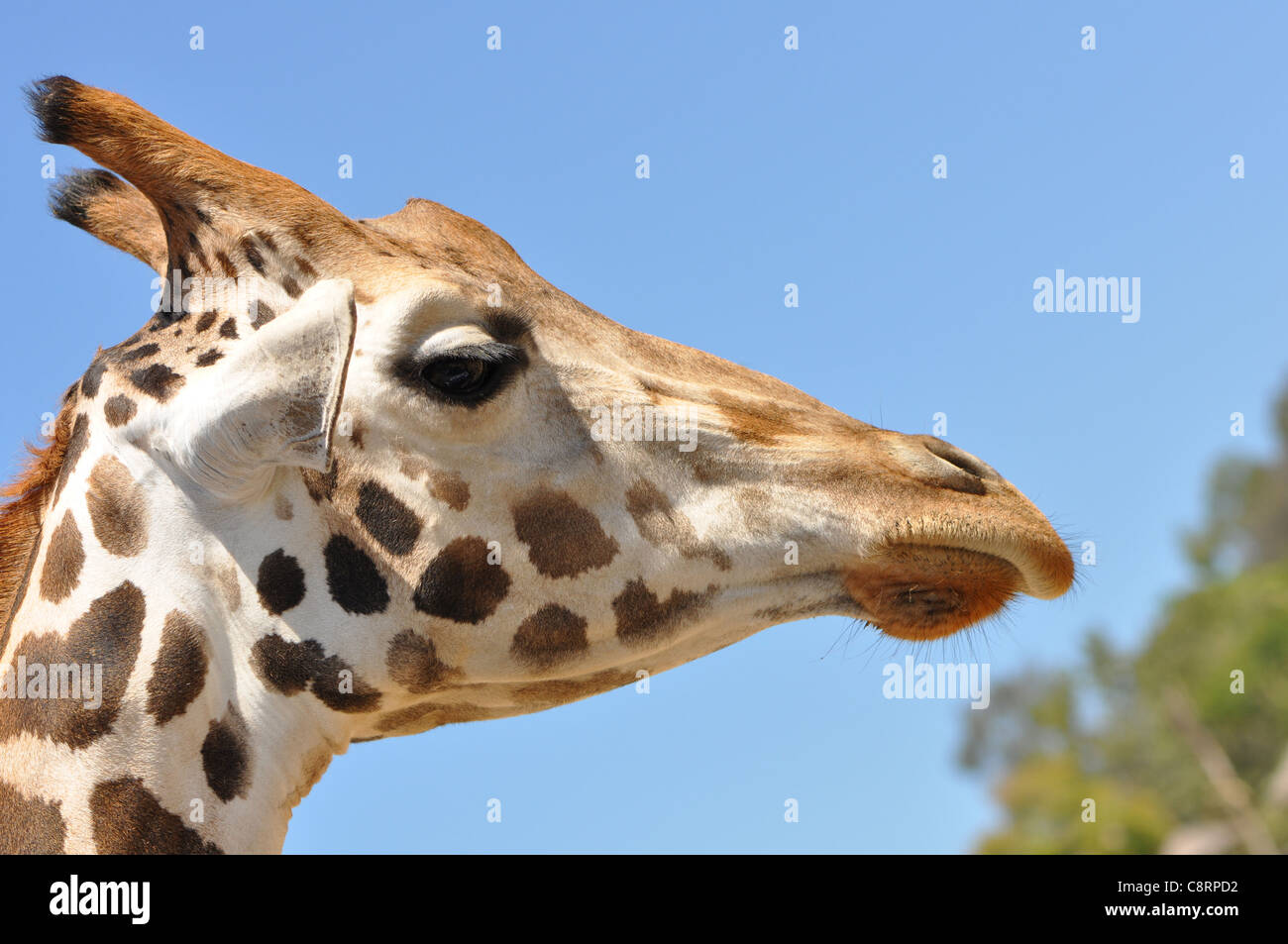 A single giraffe profile closeup against a bright blue sky Stock Photo ...