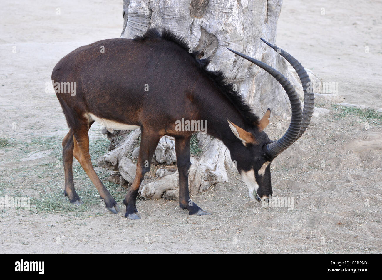 A single Sable Antelope (Hippotragus niger niger) grazing at dusk Stock ...