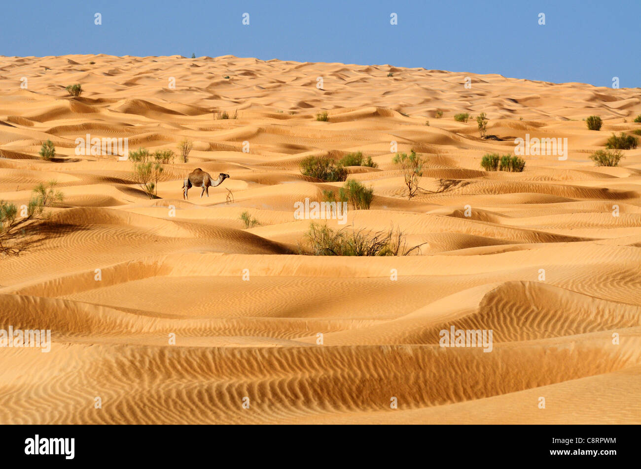 Africa tunisia nr tembaine desert hi-res stock photography and images ...