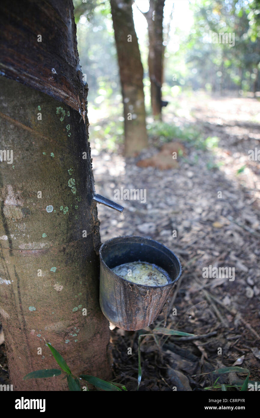 rubber tree in the Amazone, Brazil Stock Photo - Alamy
