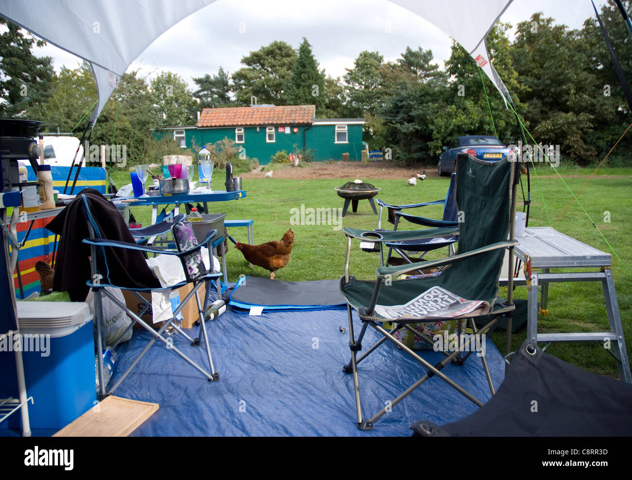 Free range chickens wandering around a camp site Stock Photo - Alamy