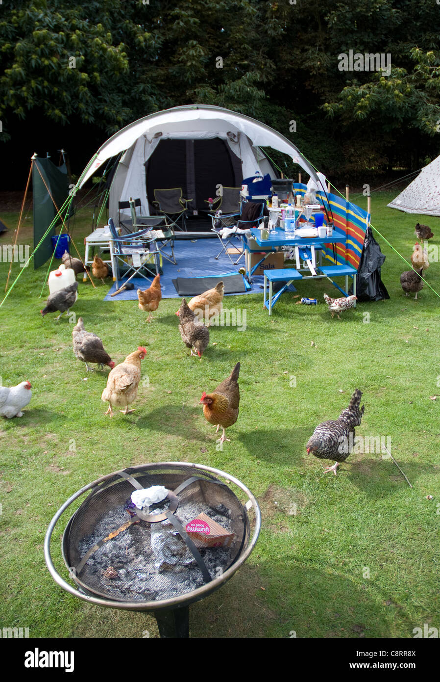 Free range chickens wandering around a camp site Stock Photo - Alamy