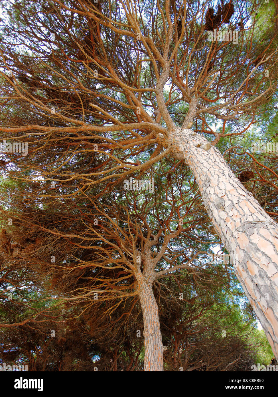 Umbrella pine pinus pinea tree hi-res stock photography and images - Alamy