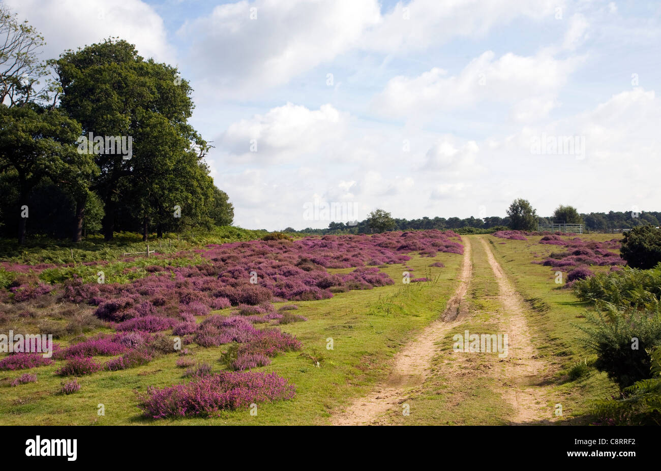 Heather in blossom on heathland hi-res stock photography and images - Alamy