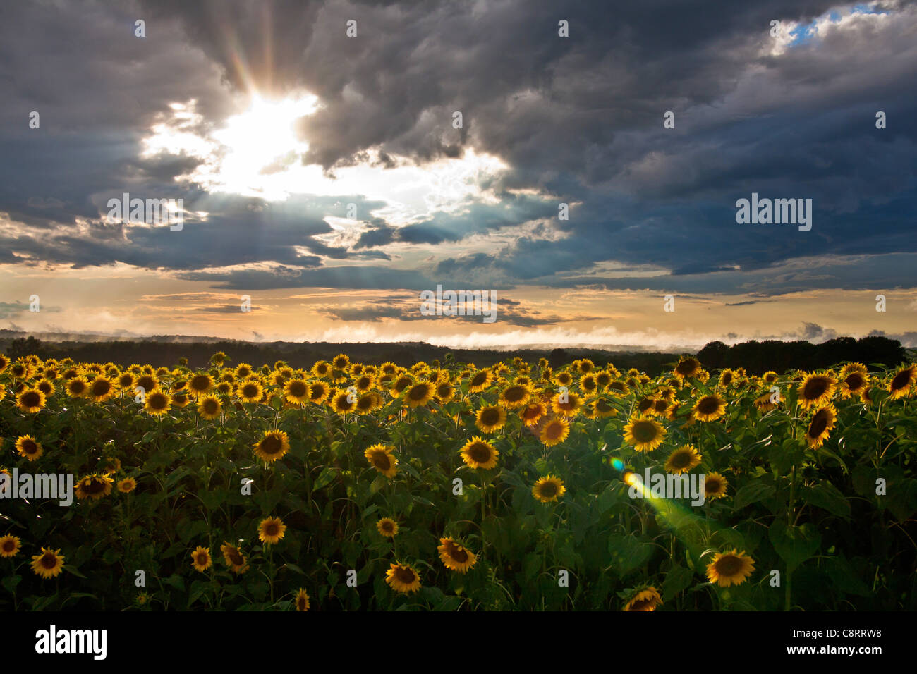 Storms and sunset over sunflower field Stock Photo - Alamy