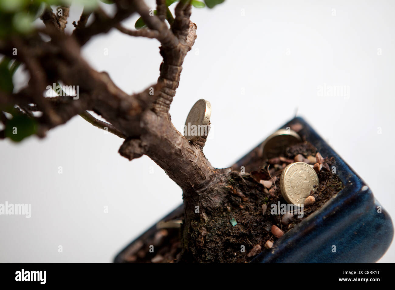 Money tree trees hi-res stock photography and images - Alamy