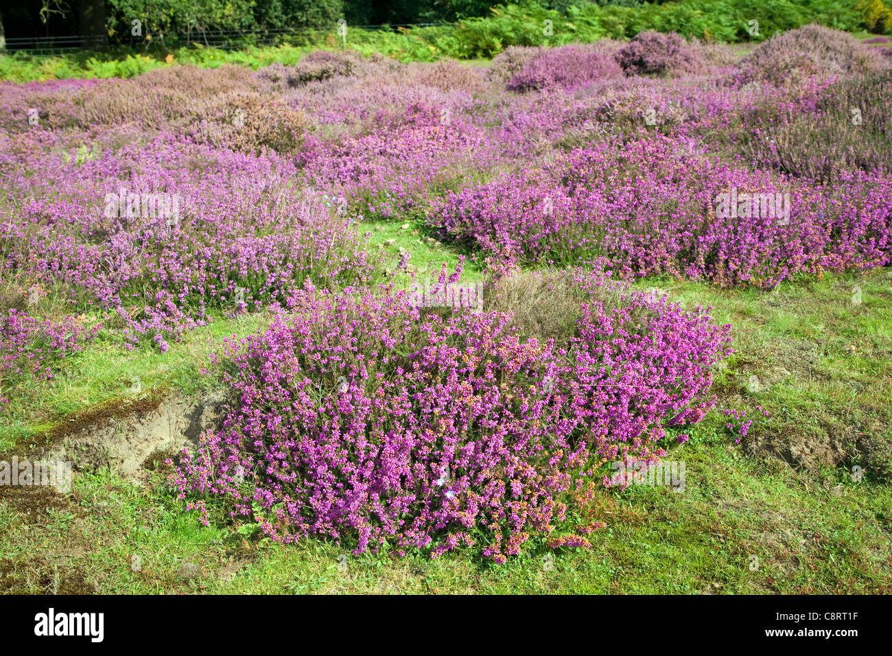 Heather blossom hi-res stock photography and images - Alamy