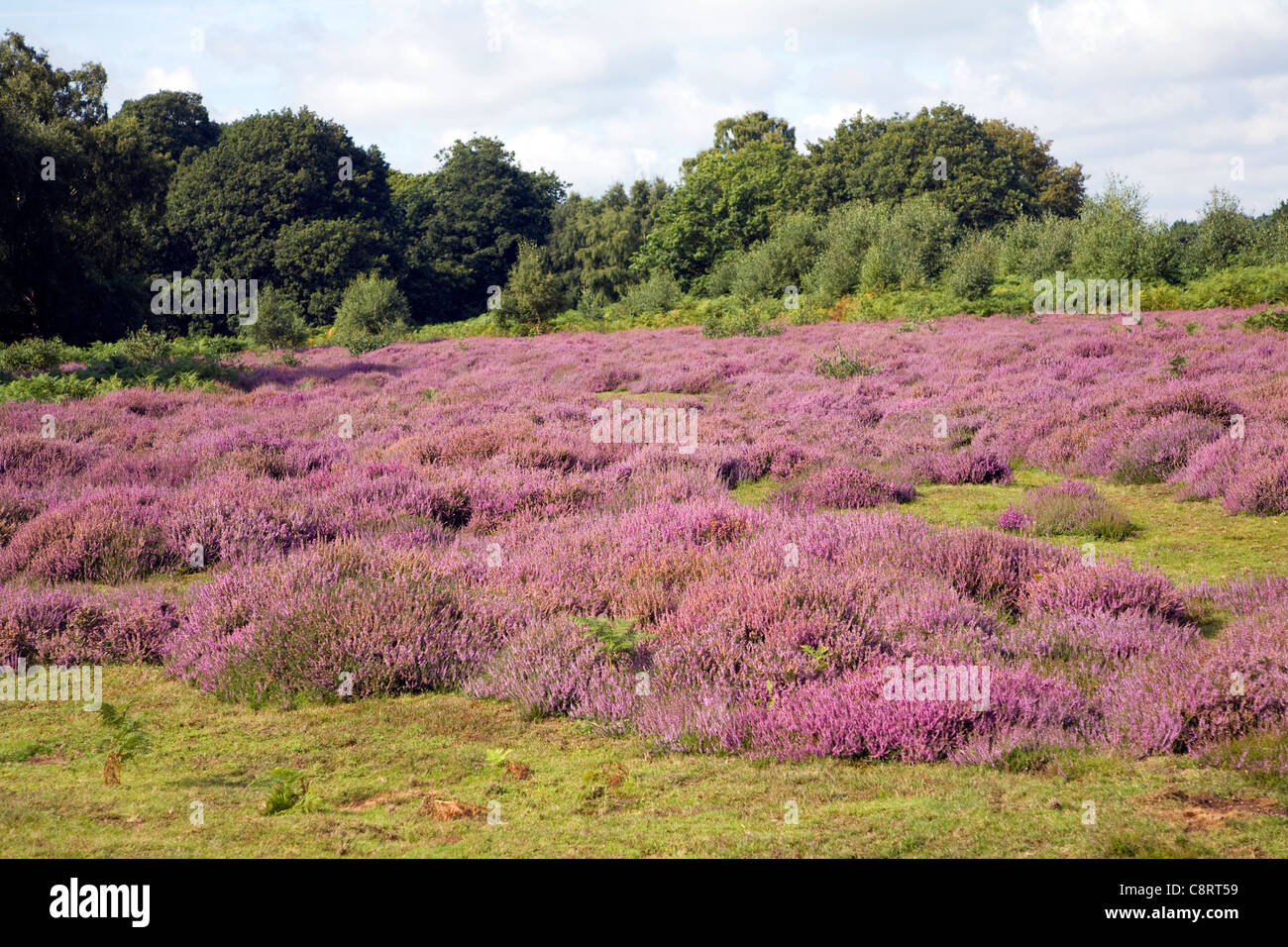 Heather in blossom on heathland hi-res stock photography and images - Alamy