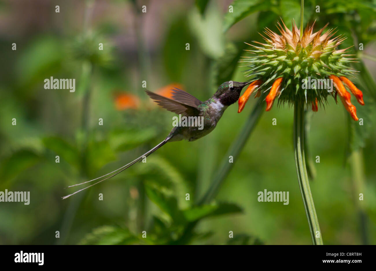 Golden dove horse hi-res stock photography and images - Alamy