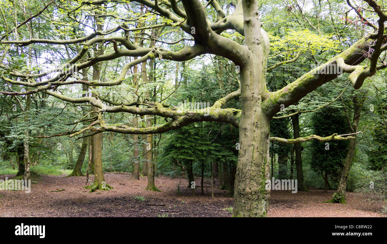 Old tree at Alkrington Woods, Manchester Stock Photo - Alamy