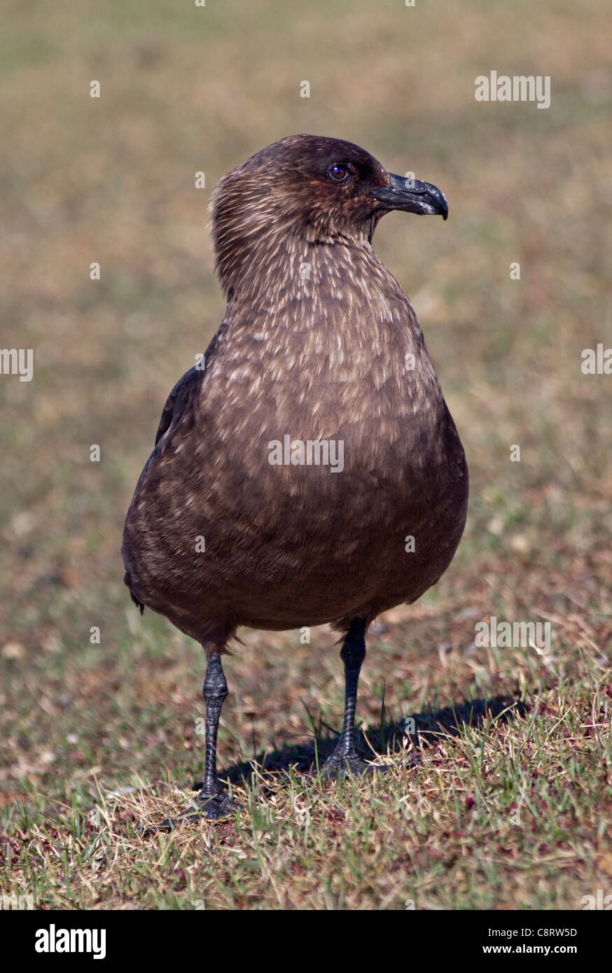 Antarctic skuas hi-res stock photography and images - Alamy
