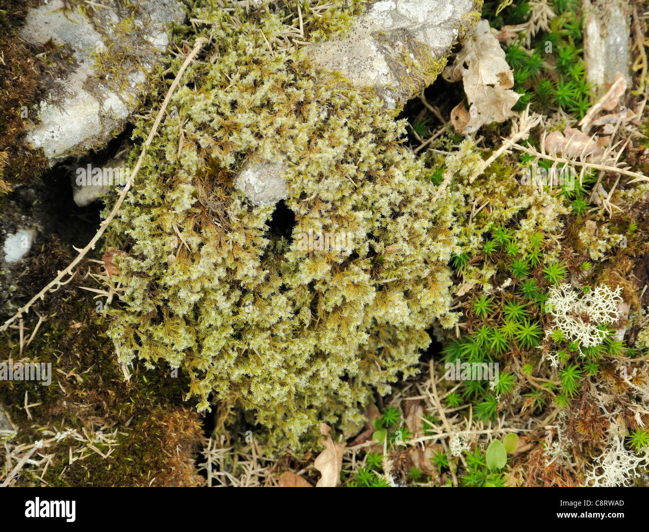 Encrusted rocks with lichens and mosses Stock Photo - Alamy