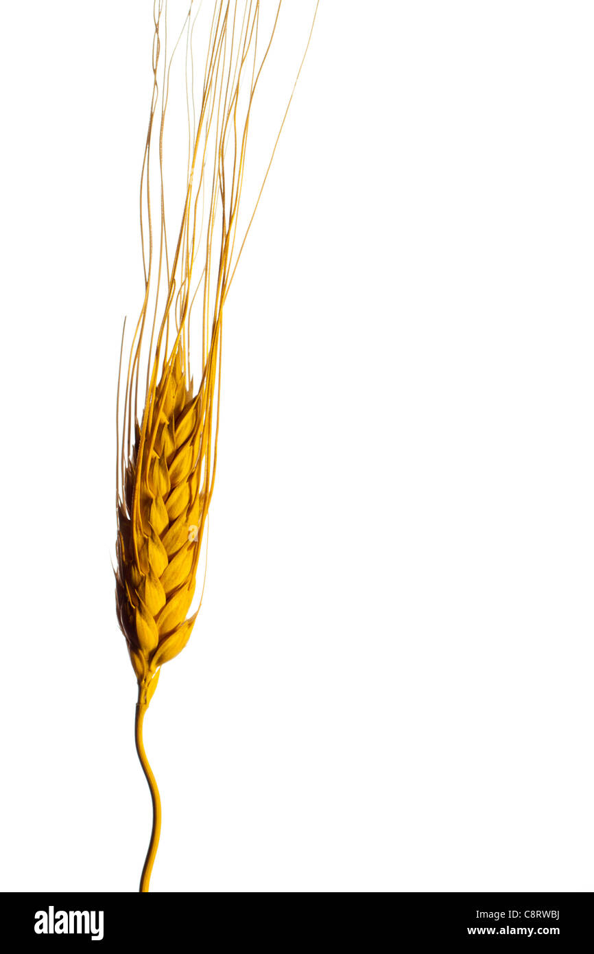 Ear single wheat hi-res stock photography and images - Alamy