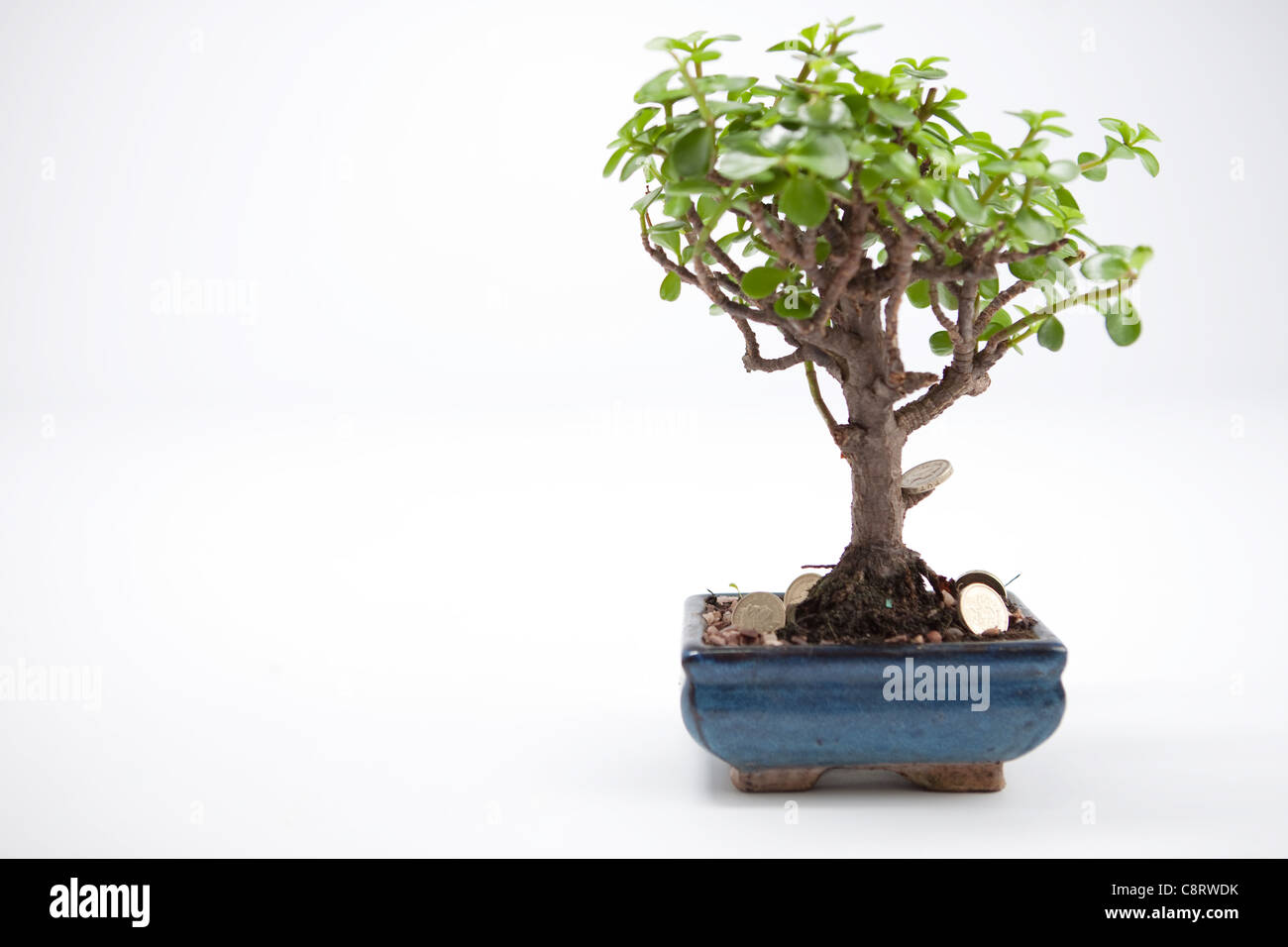 Money tree trees hi-res stock photography and images - Alamy