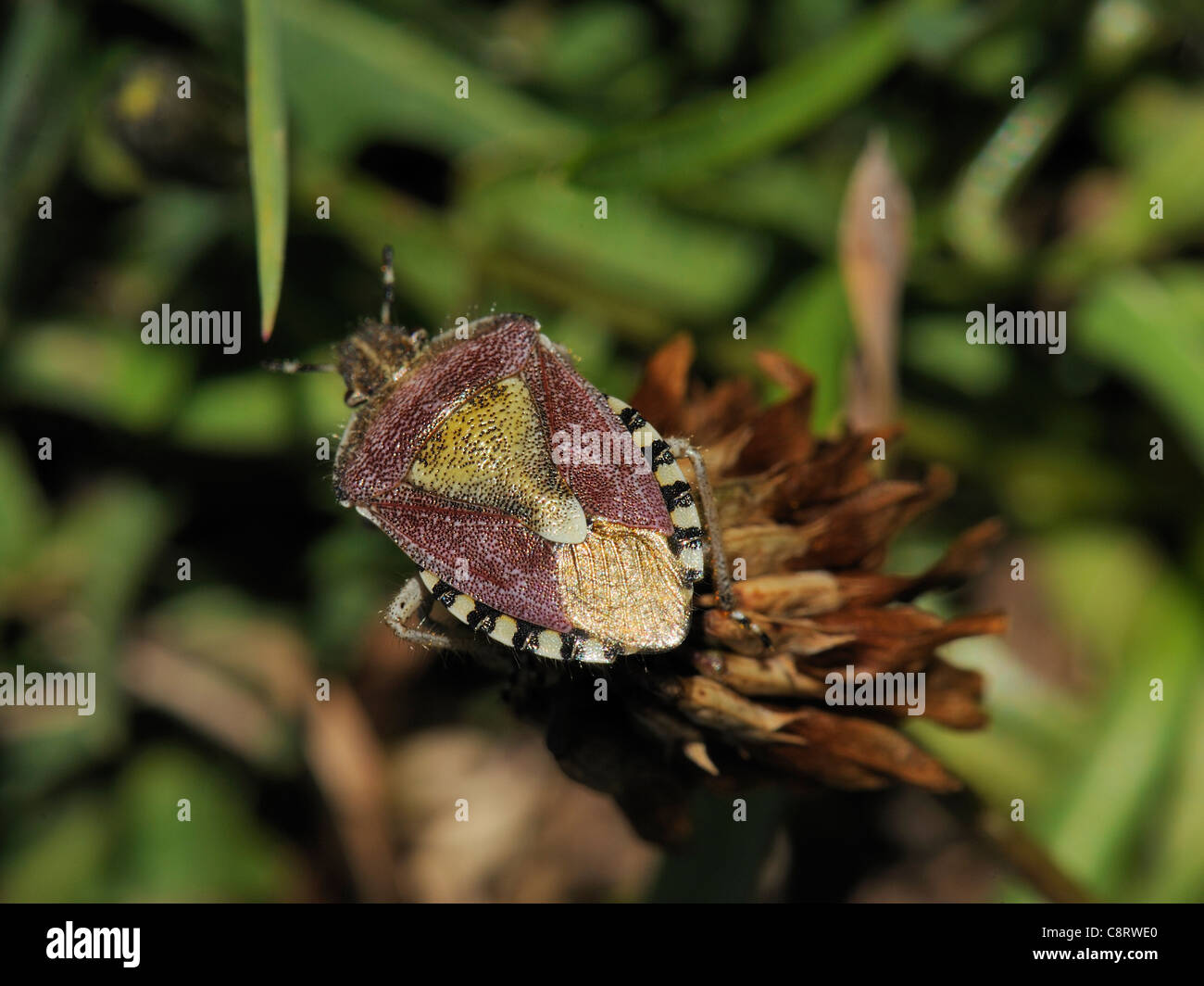 Sloe bug hi-res stock photography and images - Alamy