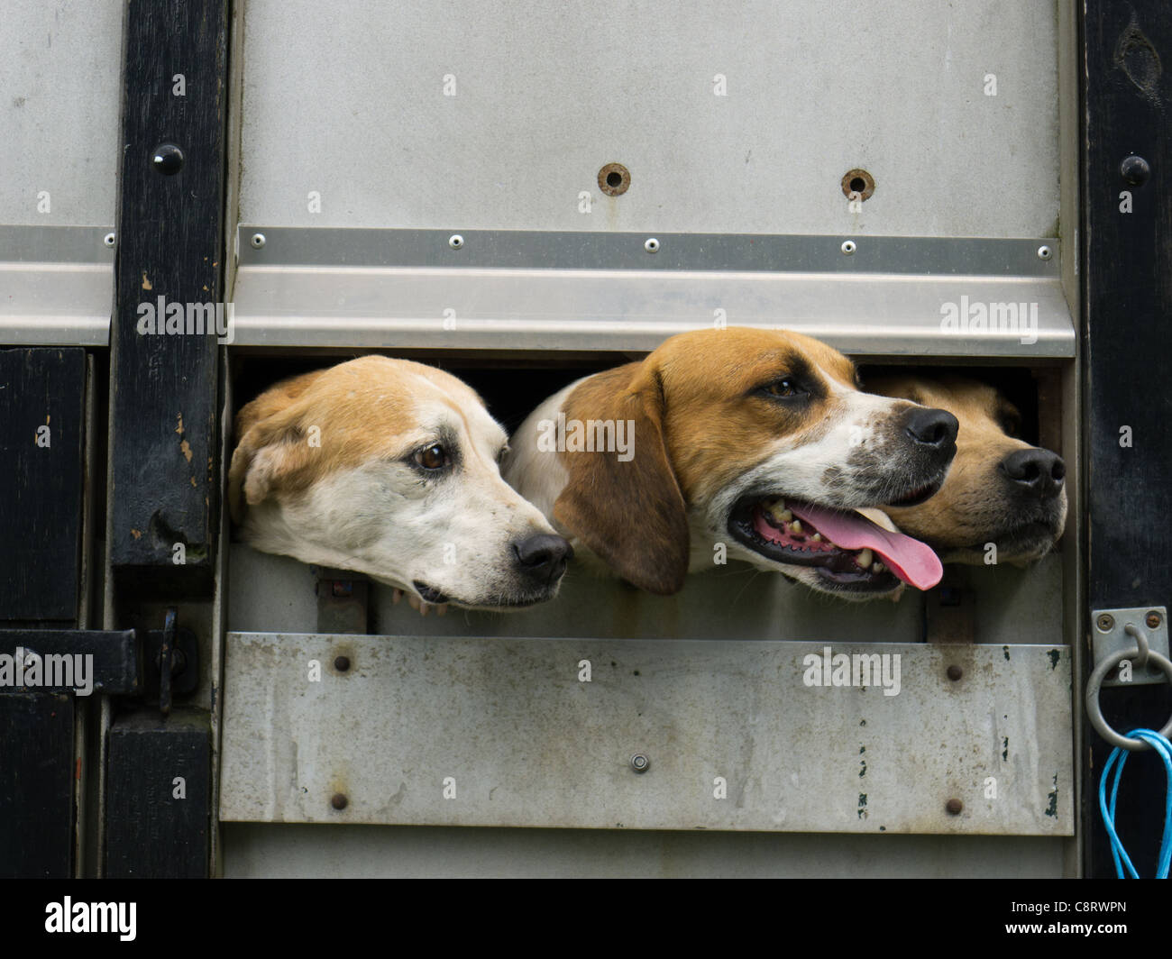 Hunting dogs in transit Stock Photo - Alamy