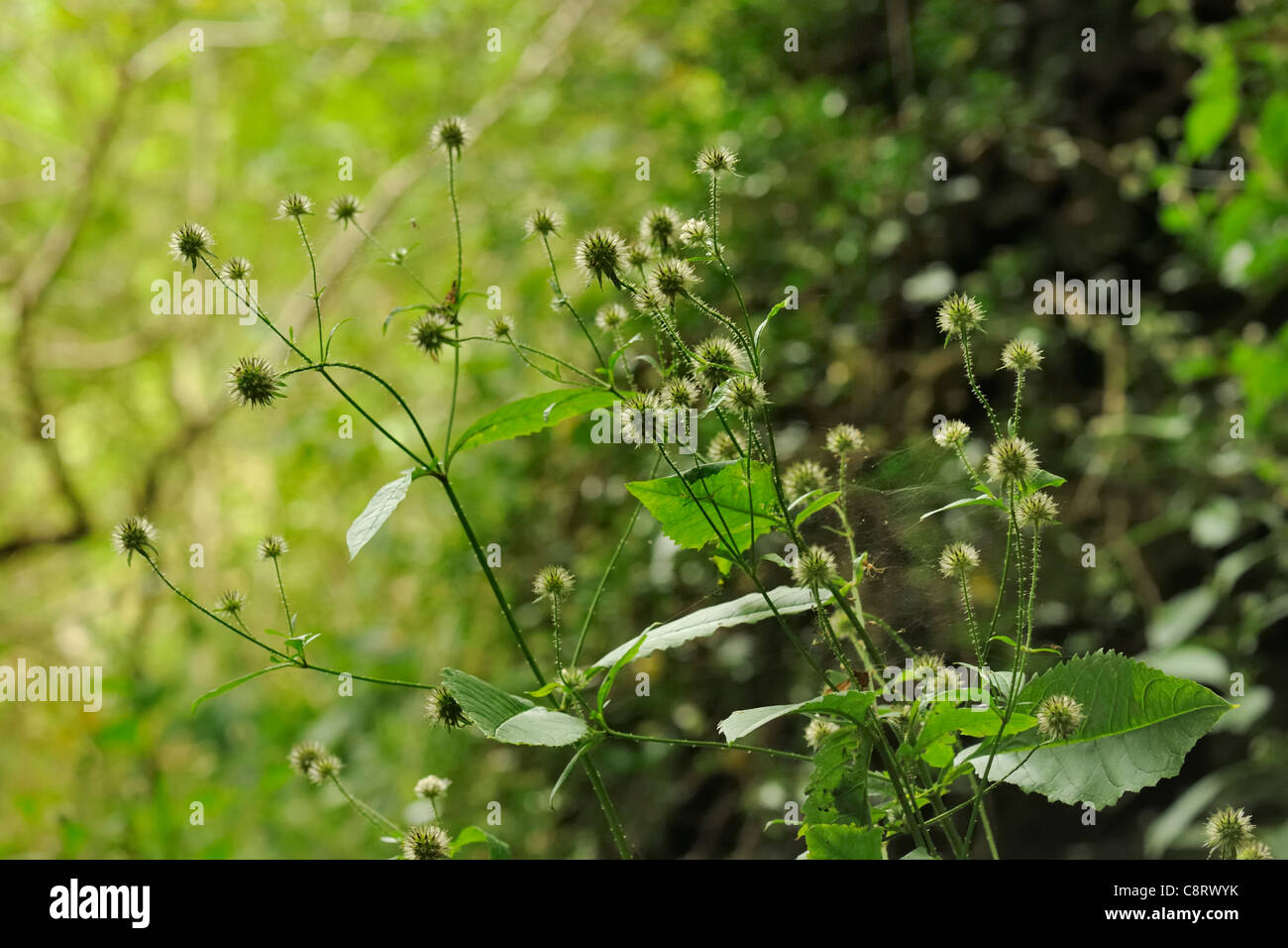 Pilosus hi-res stock photography and images - Alamy