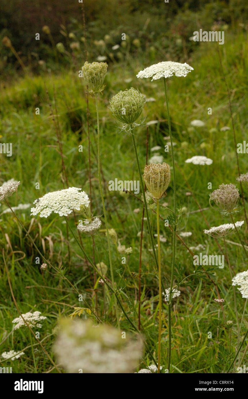 Carrot seed heads hi-res stock photography and images - Alamy
