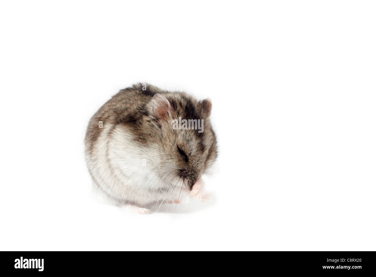 White dwarf hamster hi-res stock photography and images - Alamy
