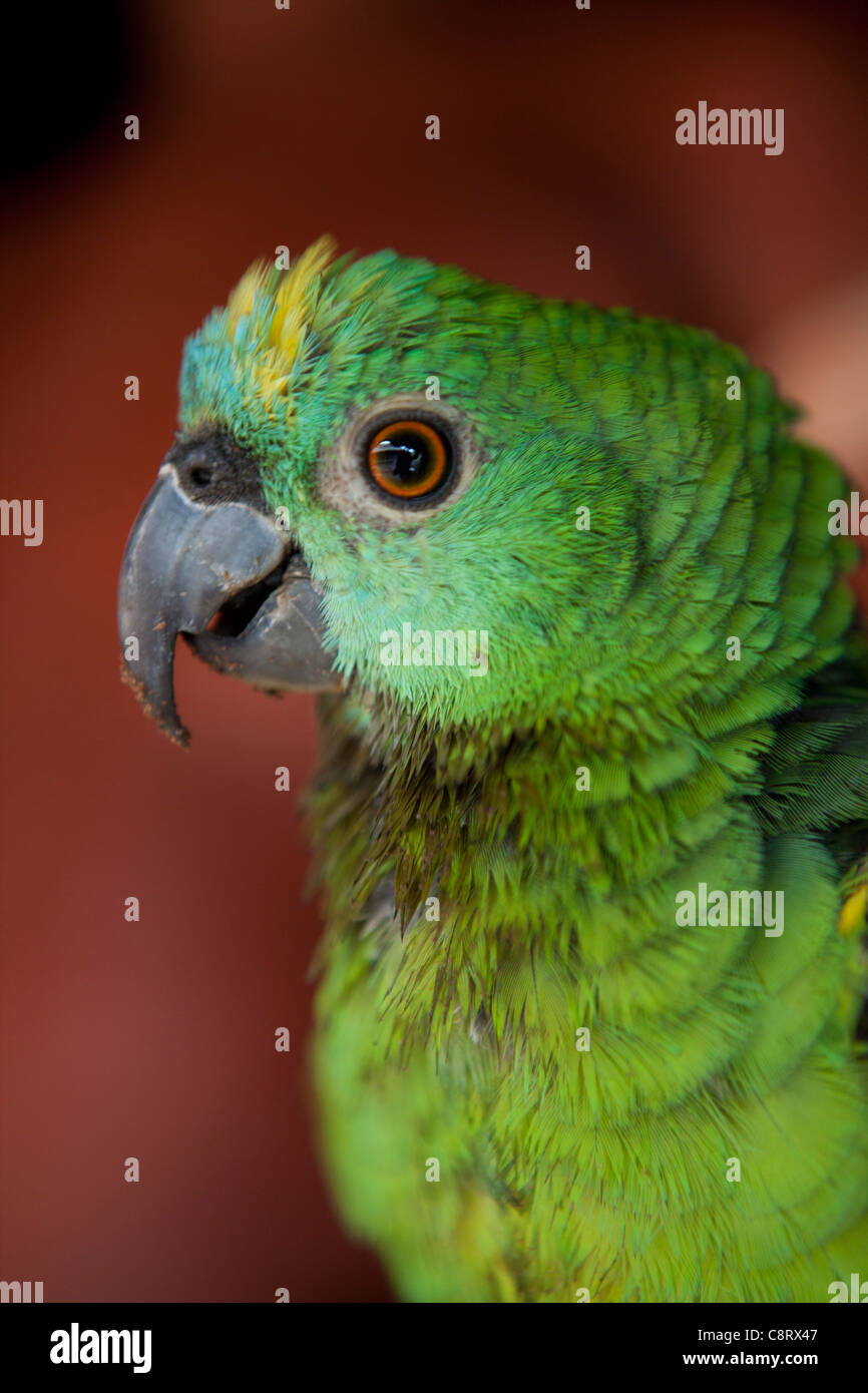 parrot in the Amazone, Brazil Stock Photo - Alamy