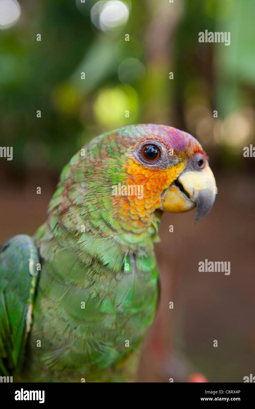 parrot in the Amazone, Brazil Stock Photo - Alamy