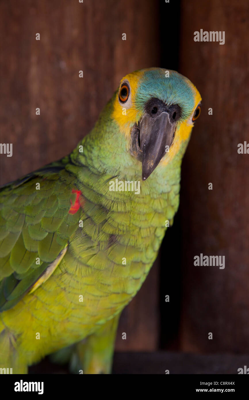 parrot in the Amazone, Brazil Stock Photo - Alamy