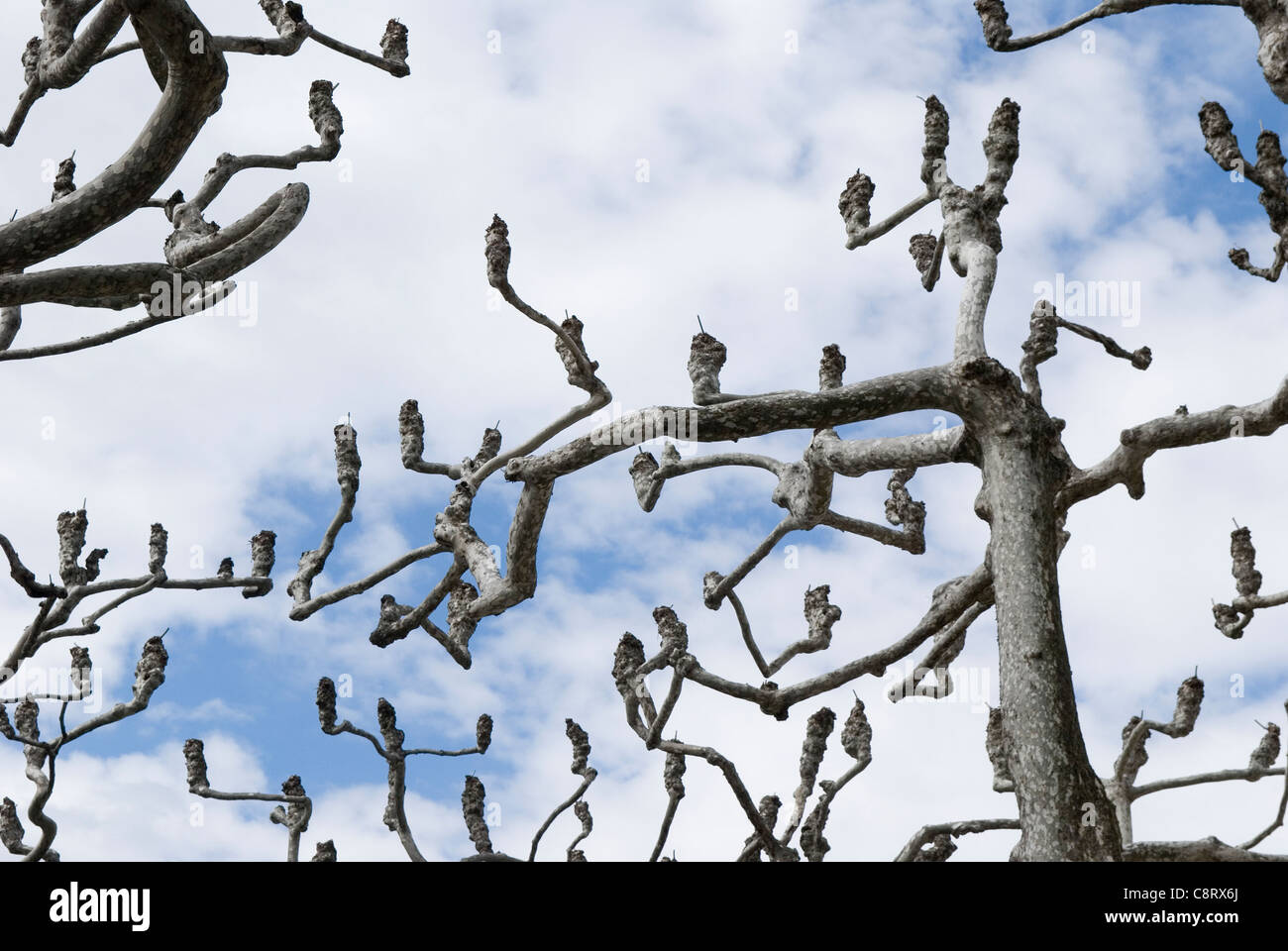 pollarded plane trees Stock Photo - Alamy