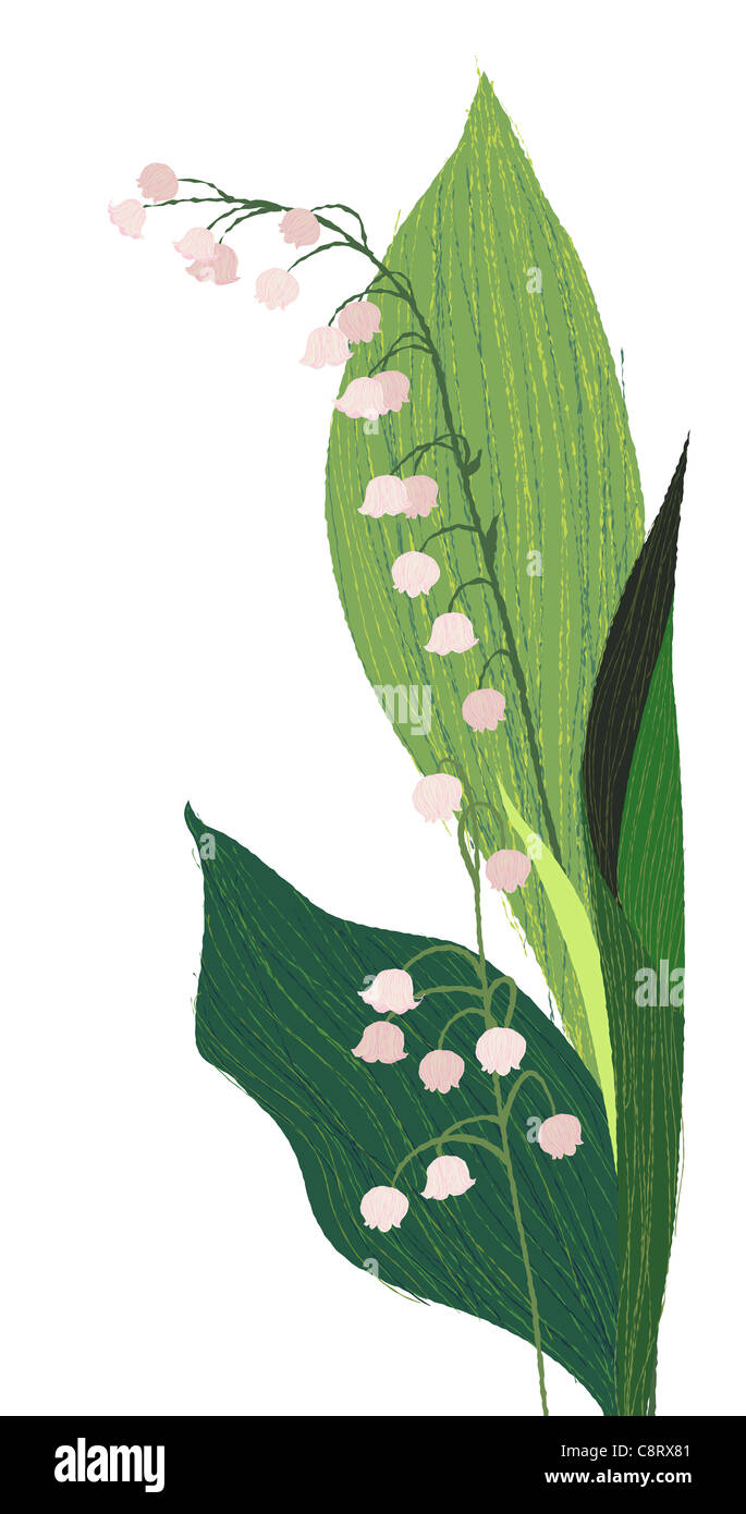 Green flowering plant Cut Out Stock Images & Pictures - Alamy