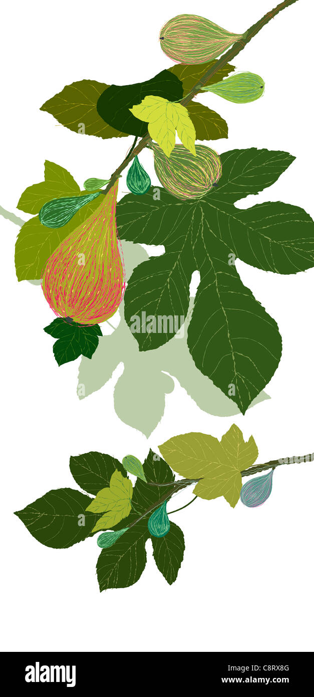 Green flowering plant Cut Out Stock Images & Pictures - Alamy