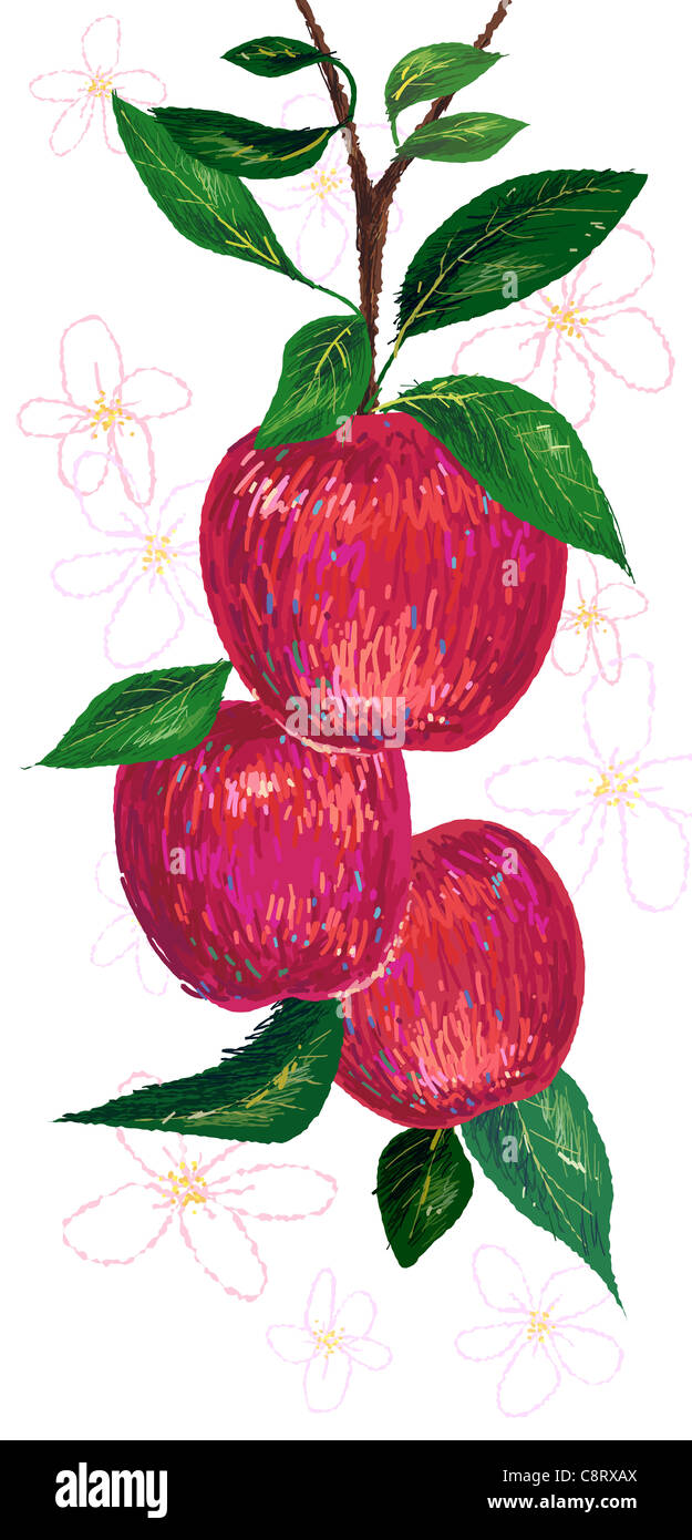 Illustration apple cut in Cut Out Stock Images & Pictures - Alamy