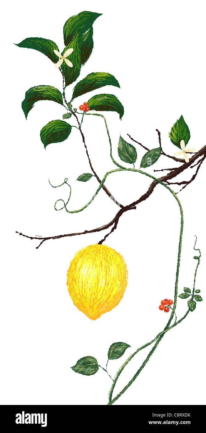 Lemon tree in blossom Cut Out Stock Images & Pictures - Alamy