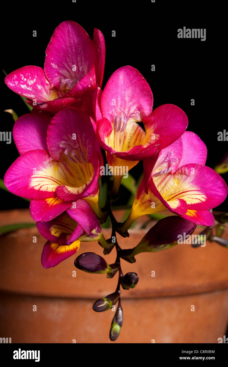 Freesia hi-res stock photography and images - Alamy