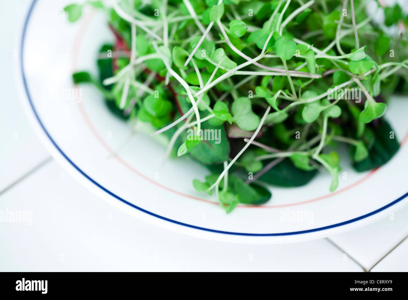 Close-up of Daikon Radish Sprouts on plate Stock Photo - Alamy