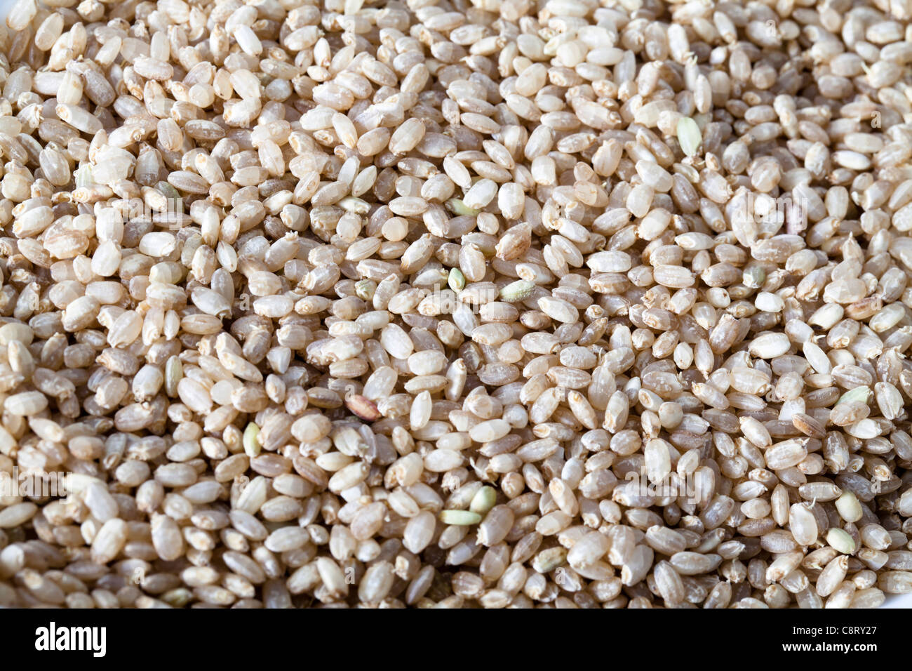 Full frame of wheat in abundance Stock Photo - Alamy