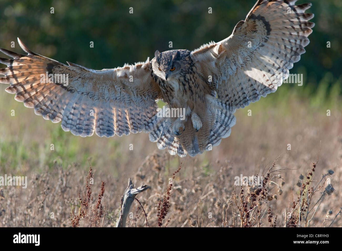 Bird swooping hi-res stock photography and images - Alamy