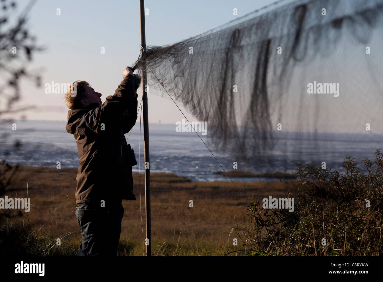 Spurn Head , East Yorkshire - Paul Collins , bird ringer at the Spurn ...